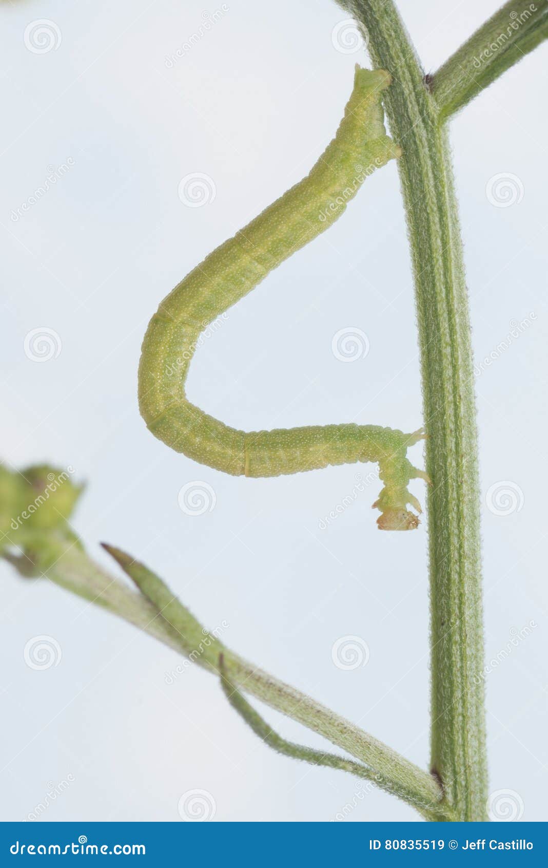 Inchworm on Flower Stem stock image. Image of flower - 80835519