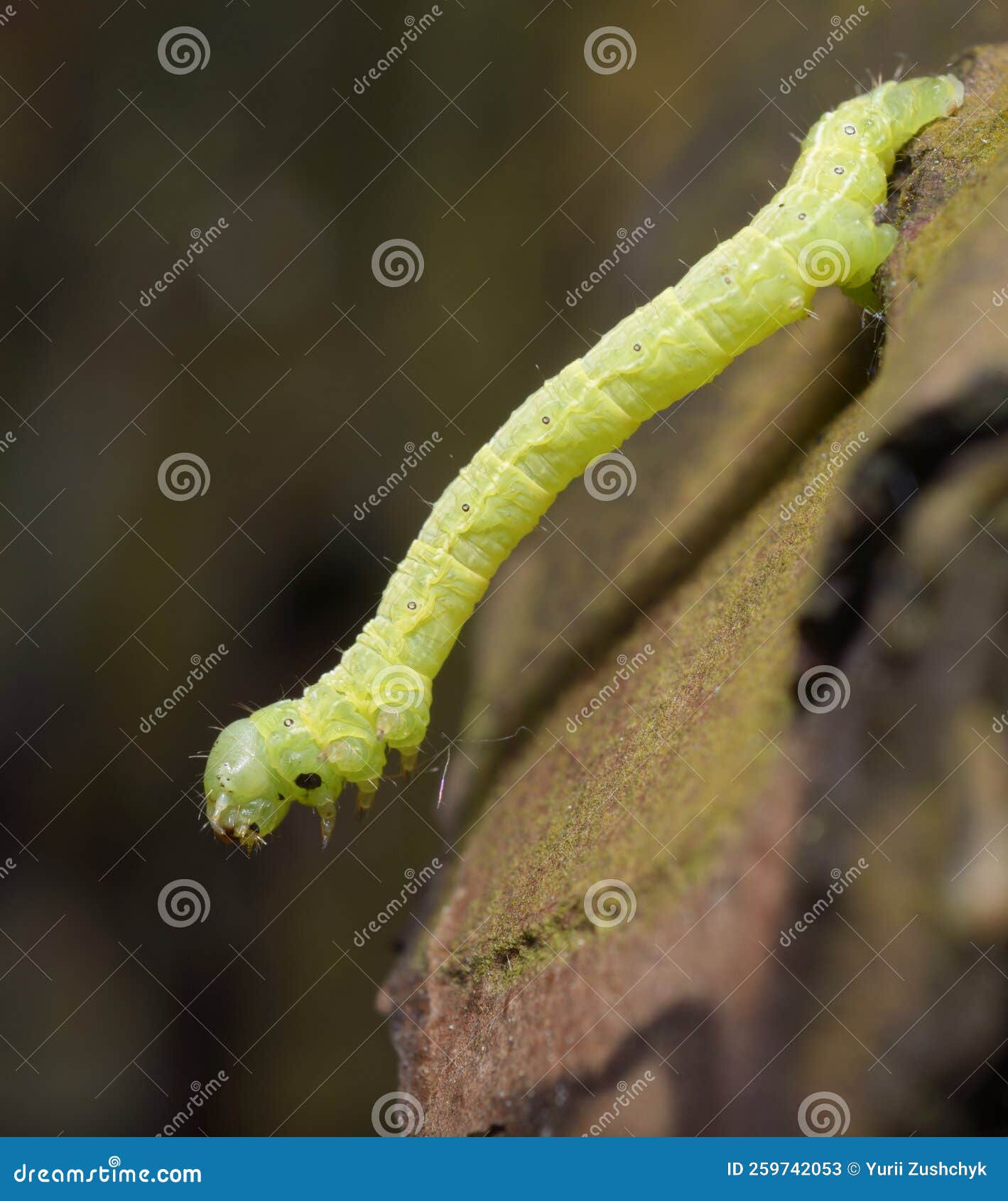 Inchworm of Geometer Moth, Geometridae, Crawling on a Pine Bark Stock ...