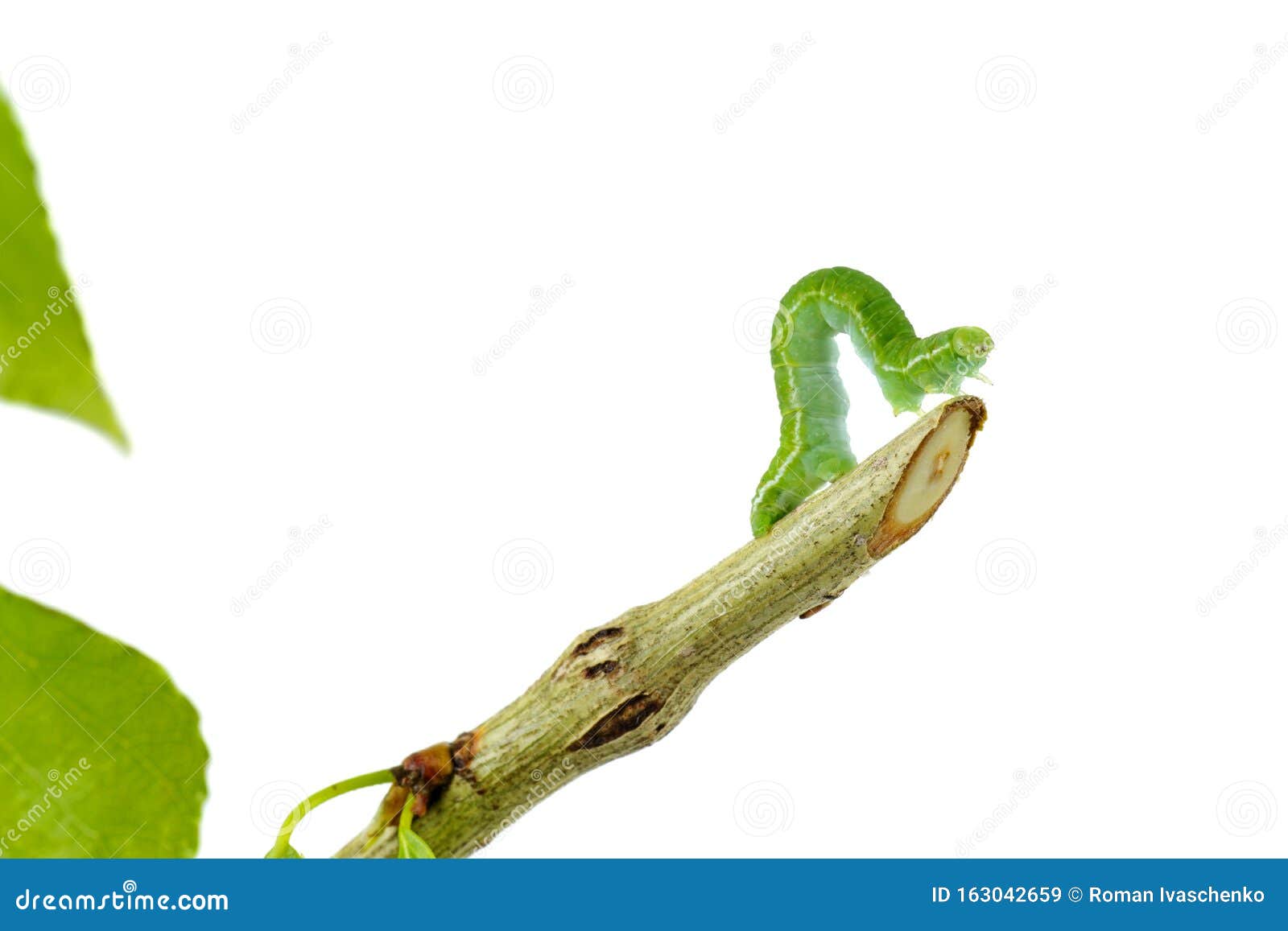 Inchworm Geometer Moth Larvae Walking On Stem Isolated On White ...