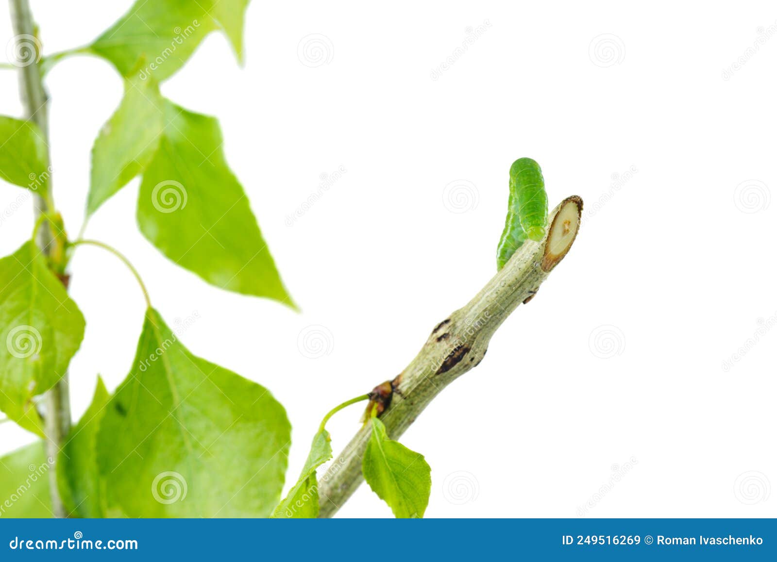 Inchworm Geometer Moth Larvae Walking On Stem Isolated On White ...