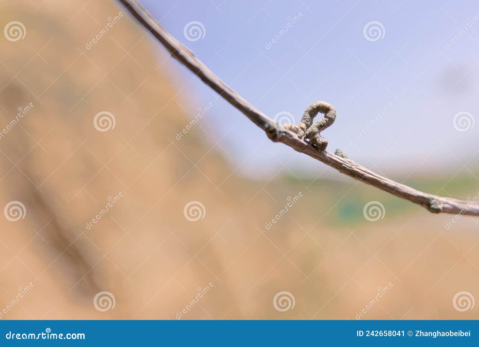 Inchworm stock image. Image of wildlife, worm, animals - 242658041