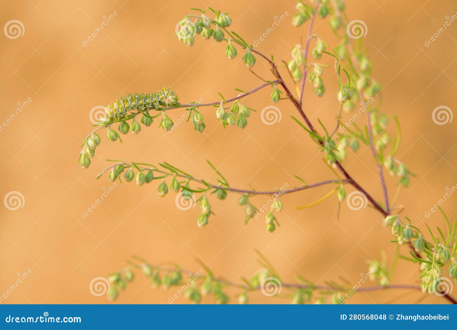 Inchworm stock photo. Image of loopworm, insect, larva - 280568048