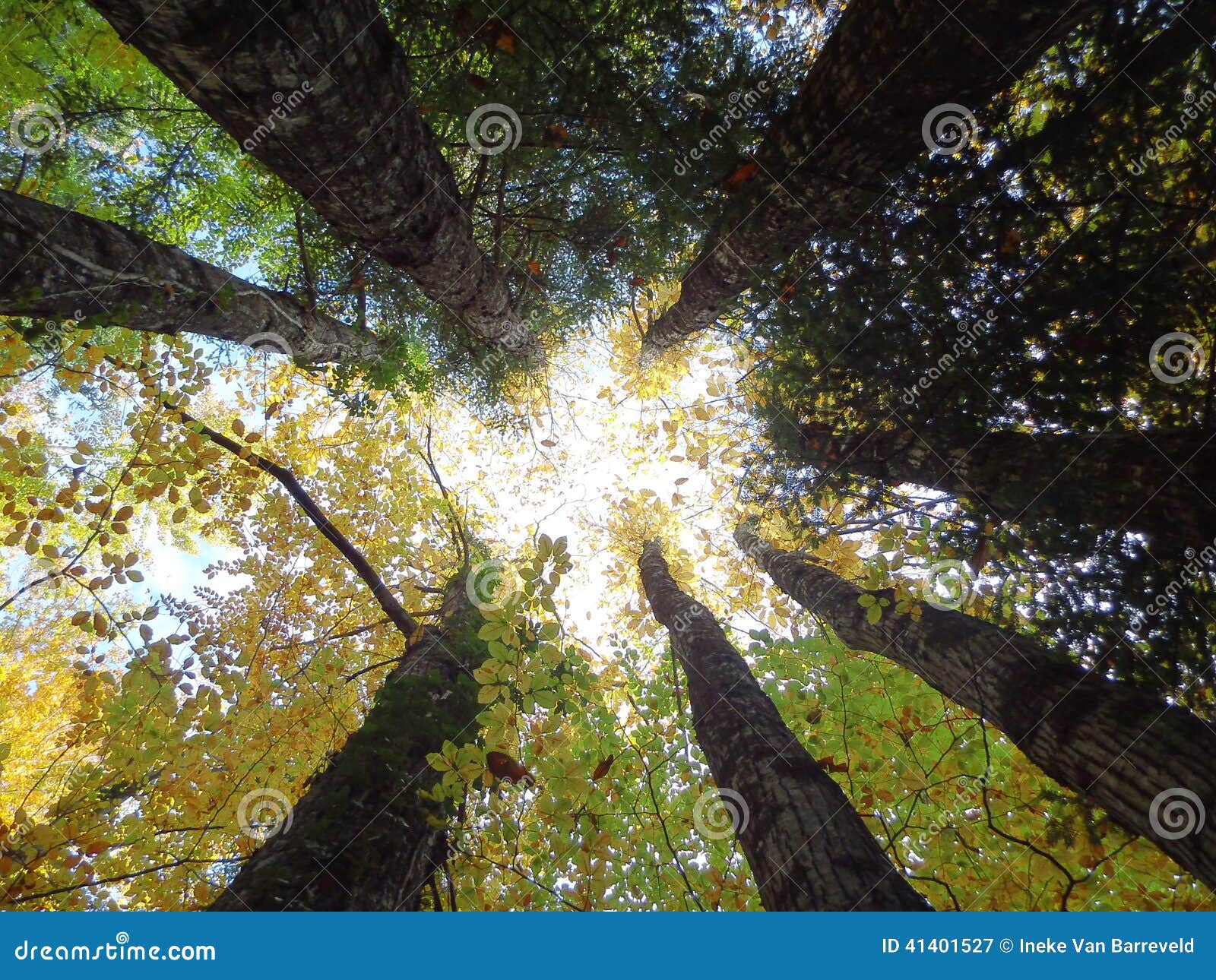 Circle Of Trees - A Cross-section Of Wood - Wood Texture With Saw Cut A ...