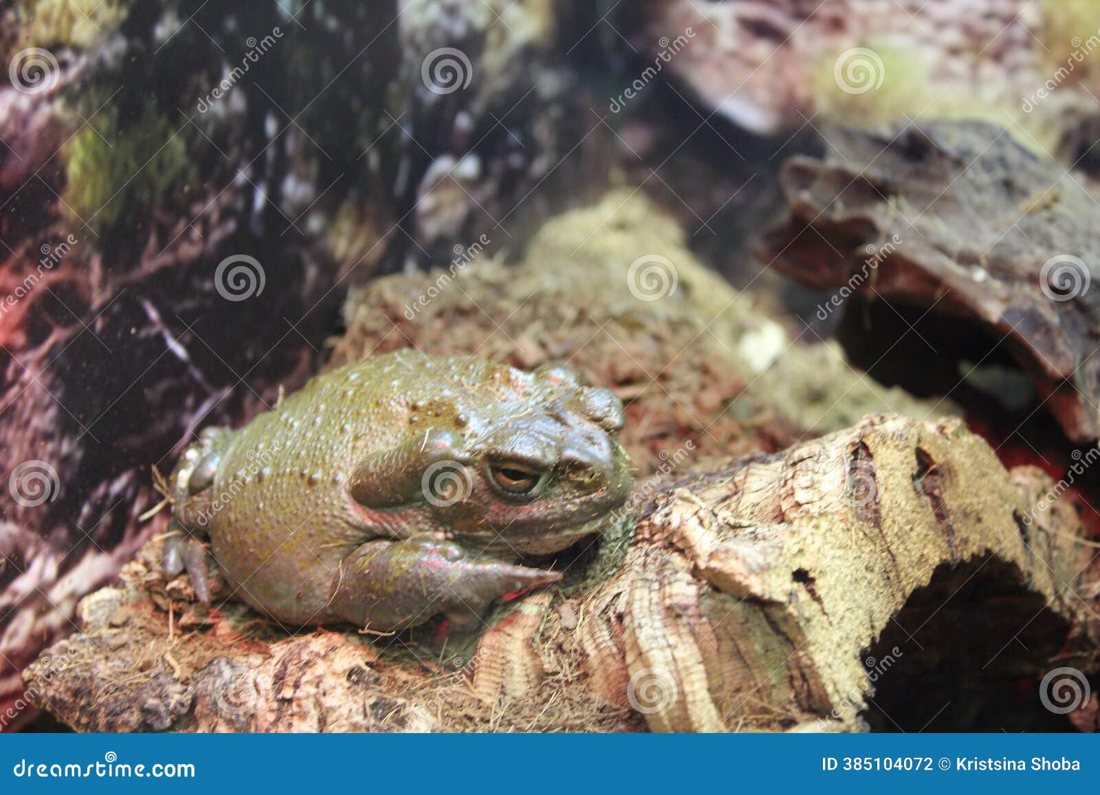 Frog And Toad Spawn Comparison Royalty-Free Stock Photography ...