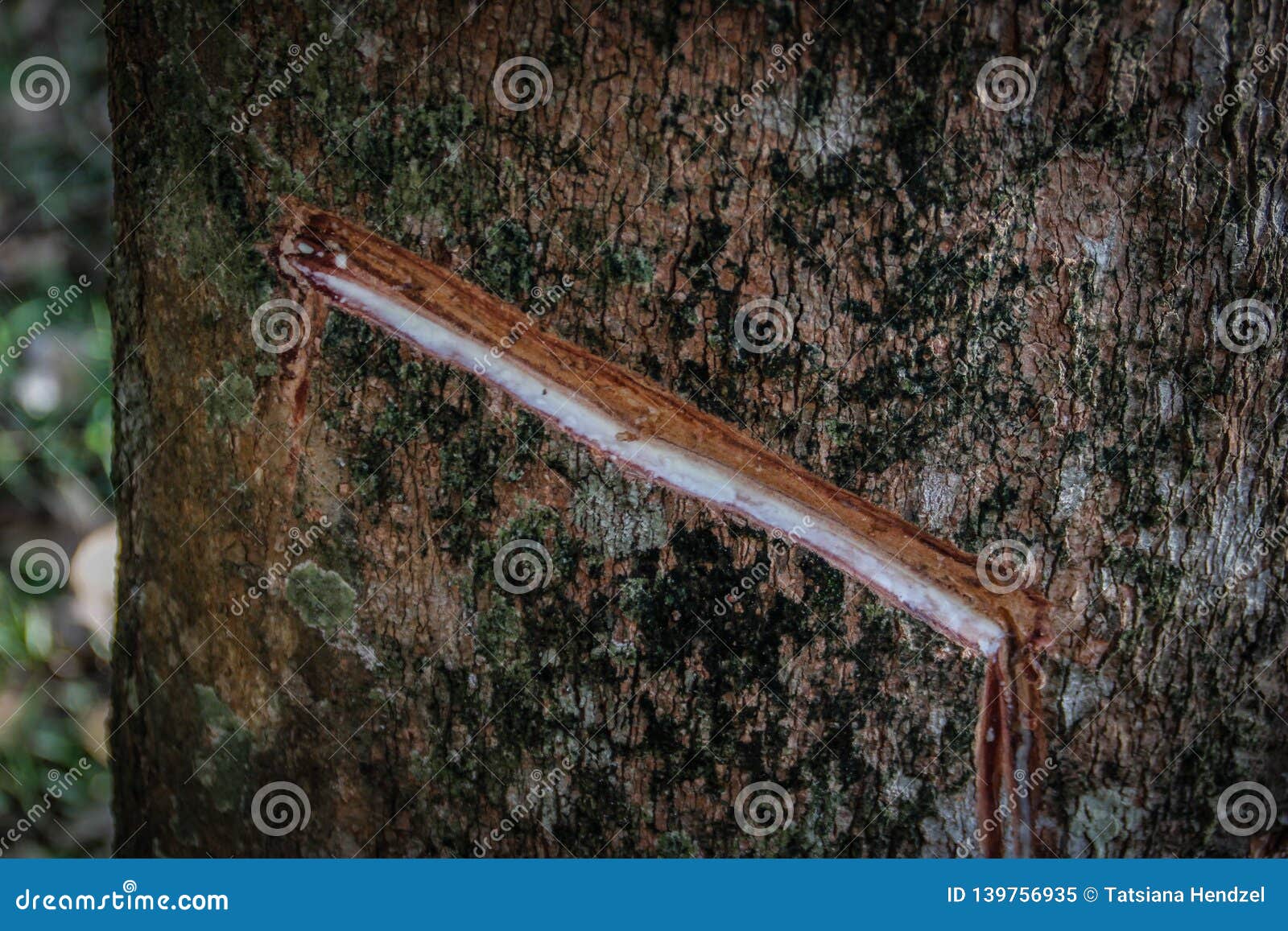 Incision On The Trunk Of A Rubber Tree Hevea Along The Gutter Of Which ...