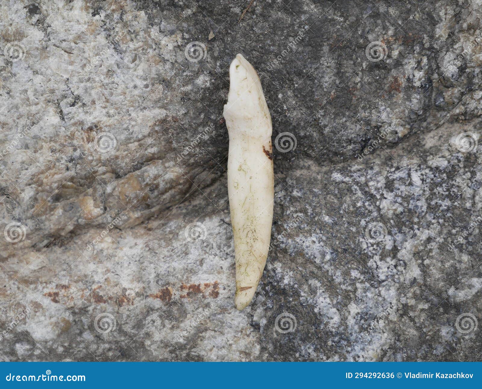 The Front Tooth of a Bear on a Block of Stone. Incisor Tooth of a Large ...