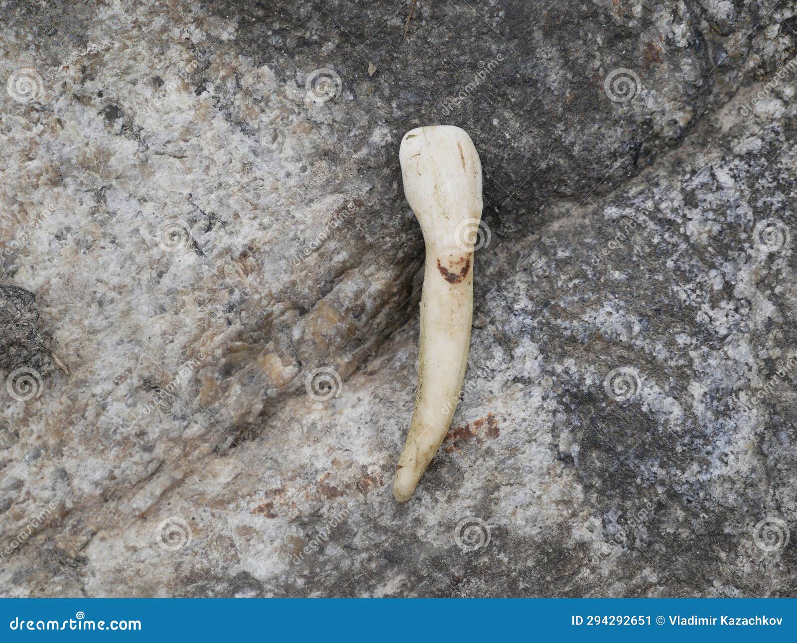 The Front Tooth of a Bear on a Block of Stone. Incisor Tooth of a Large ...