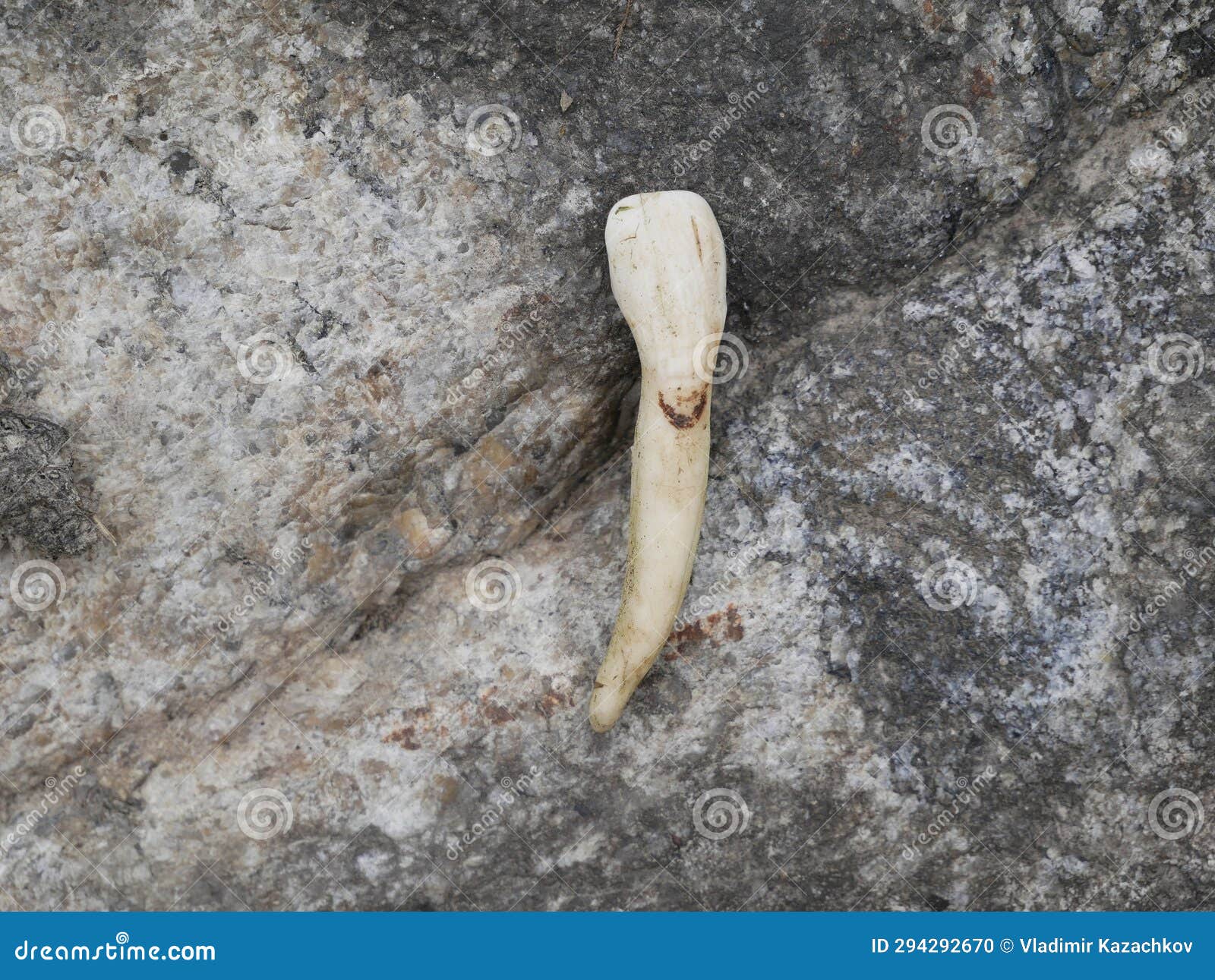 The Front Tooth of a Bear on a Block of Stone. Incisor Tooth of a Large ...