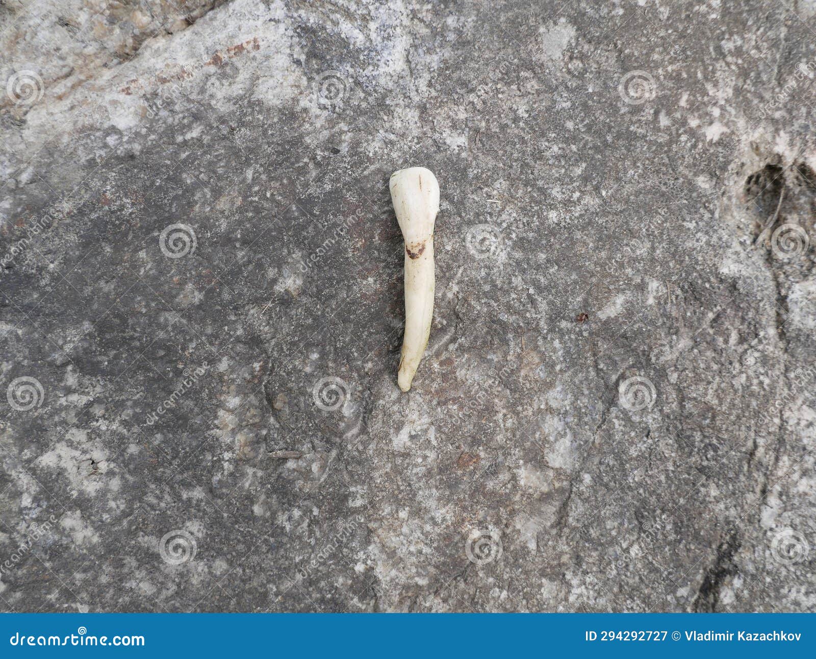 The Front Tooth of a Bear on a Block of Stone. Incisor Tooth of a Large ...