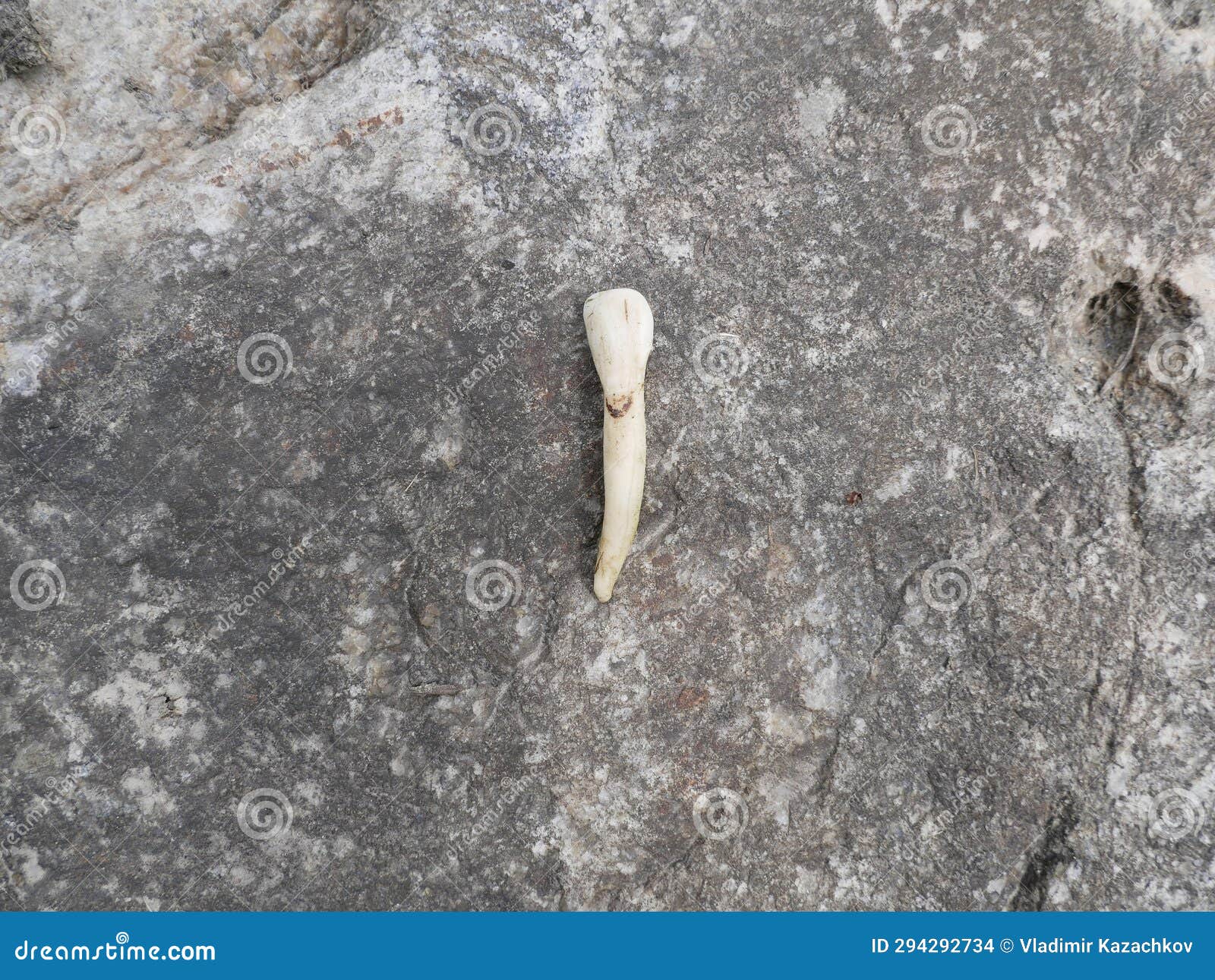 The Front Tooth of a Bear on a Block of Stone. Incisor Tooth of a Large ...