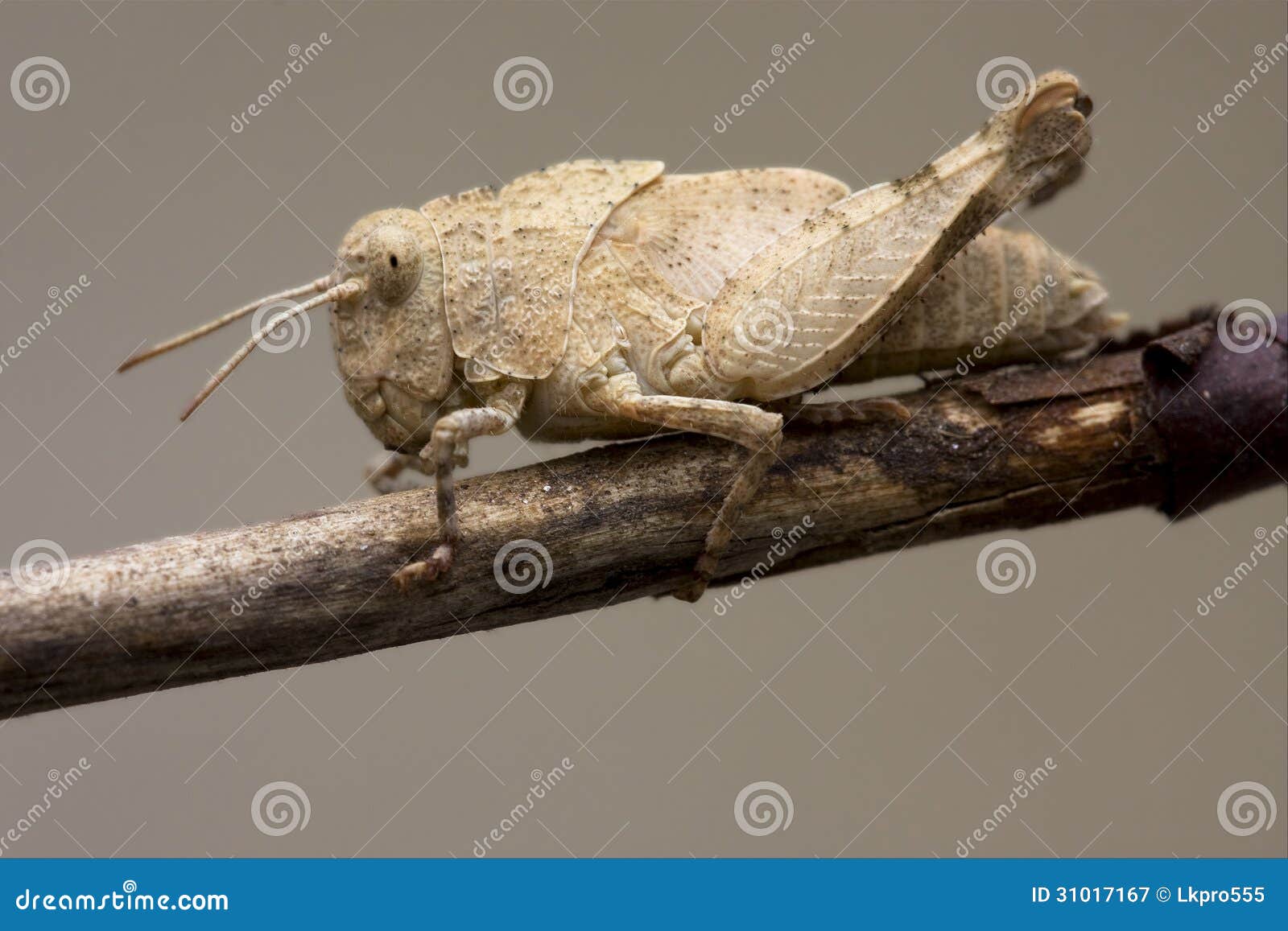 Inclinated stock image. Image of tettigoniidae, sprig - 31017167