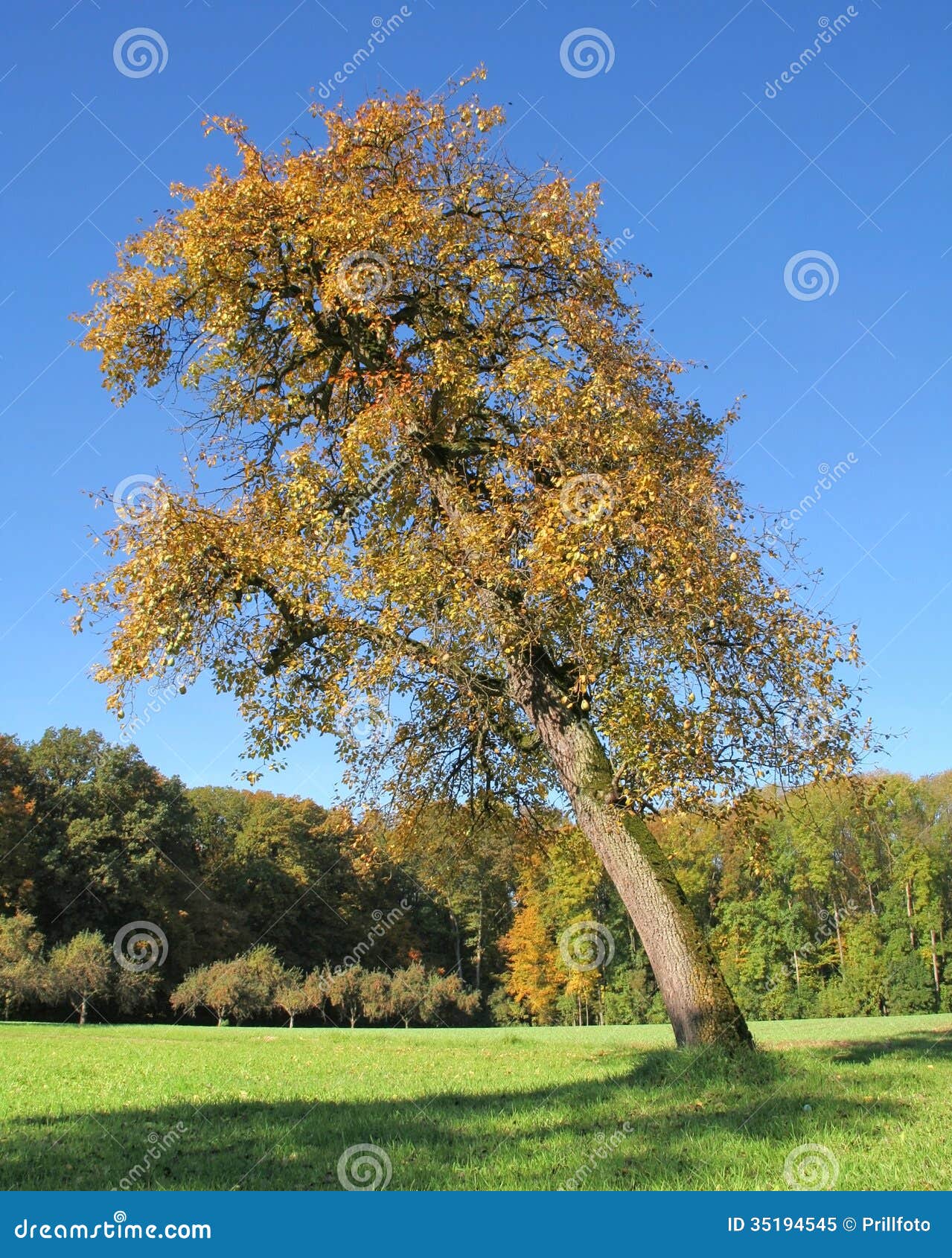 Incline tree stock image. Image of germany, leaves, grassland - 35194545