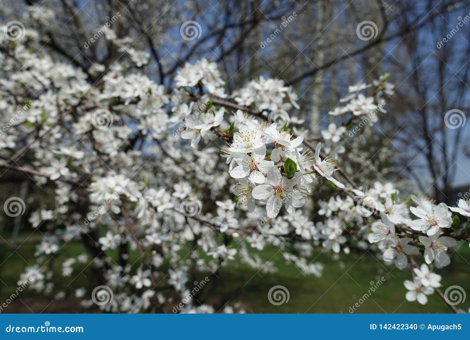 Inclined Branch of Blossoming Prunus Cerasifera in Spring Stock Photo ...