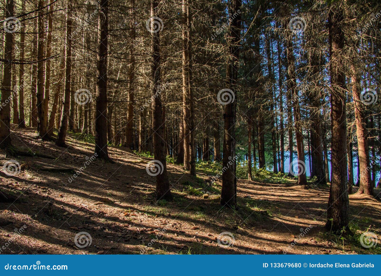 Inclined Forest To the Lake Stock Photo - Image of light, leaf: 133679680