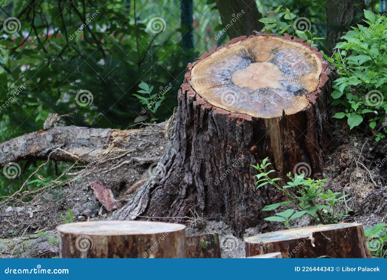 Inclined Pine Stump. Tree Rings on a Tree Stump Stock Image - Image of ...