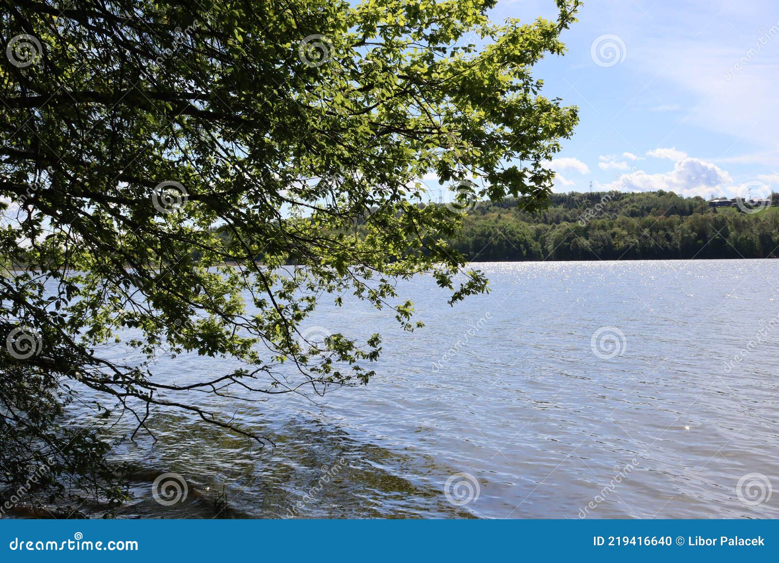 Branches Touching the Surface of the Dam Reservoir. Inclined Tree Above ...