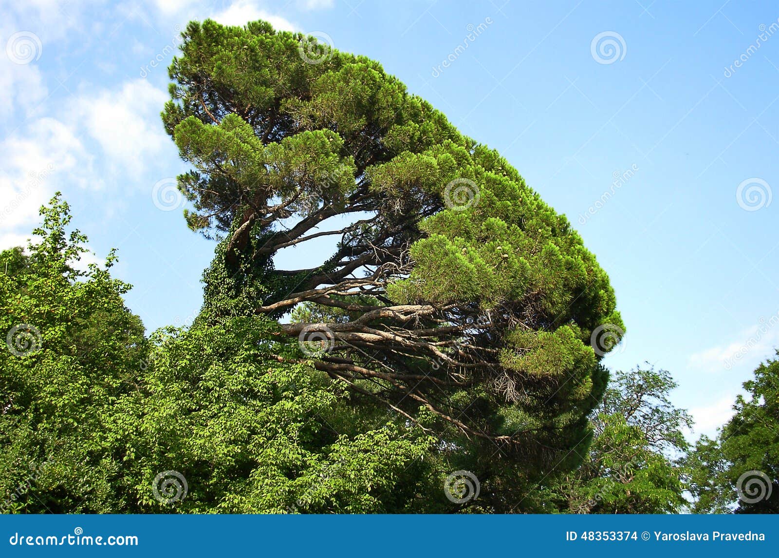 Inclined tree stock photo. Image of branches, bent, inclined - 48353374