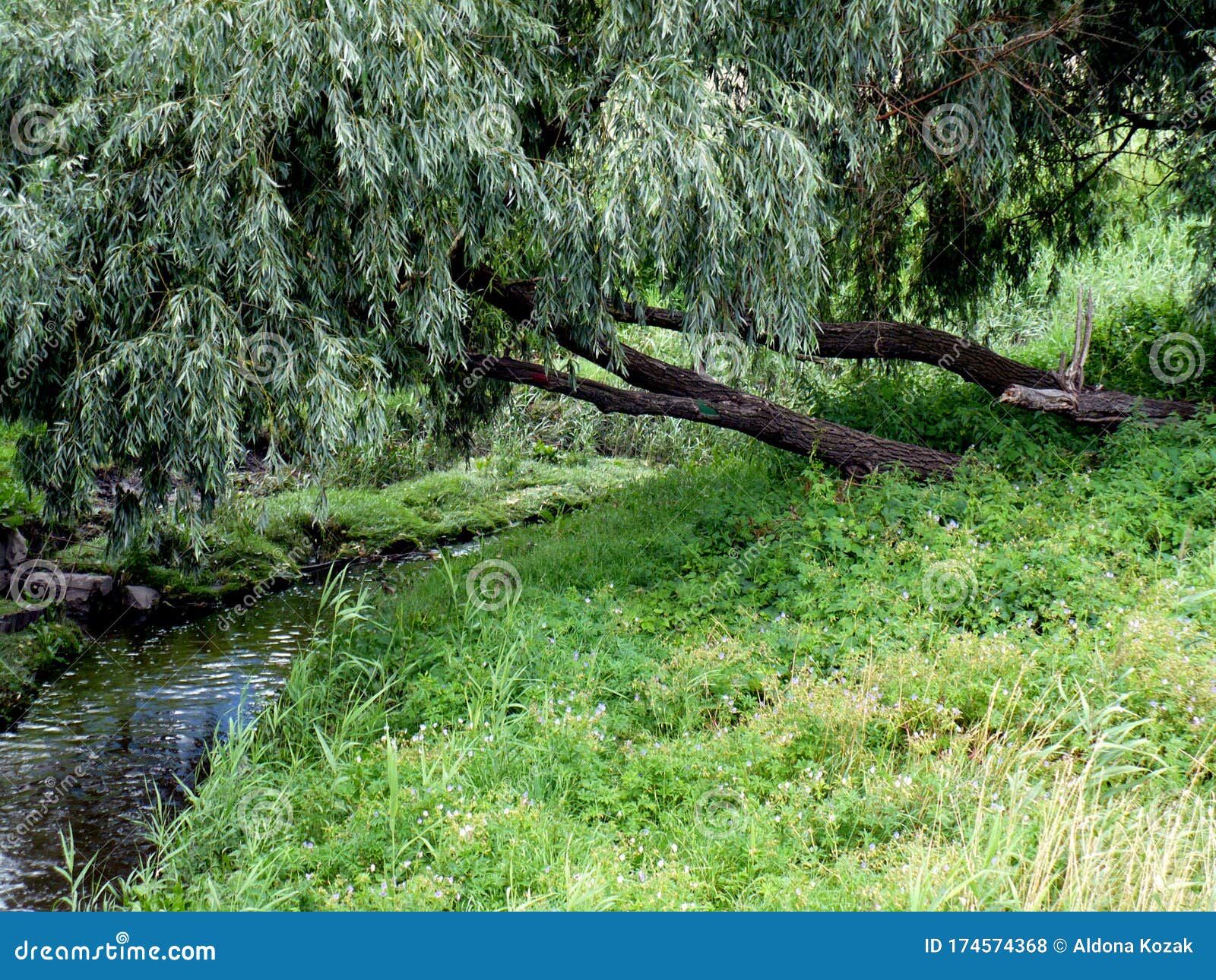 Tilted Tree Over Willow Stream Stock Photo - Image of landscape ...