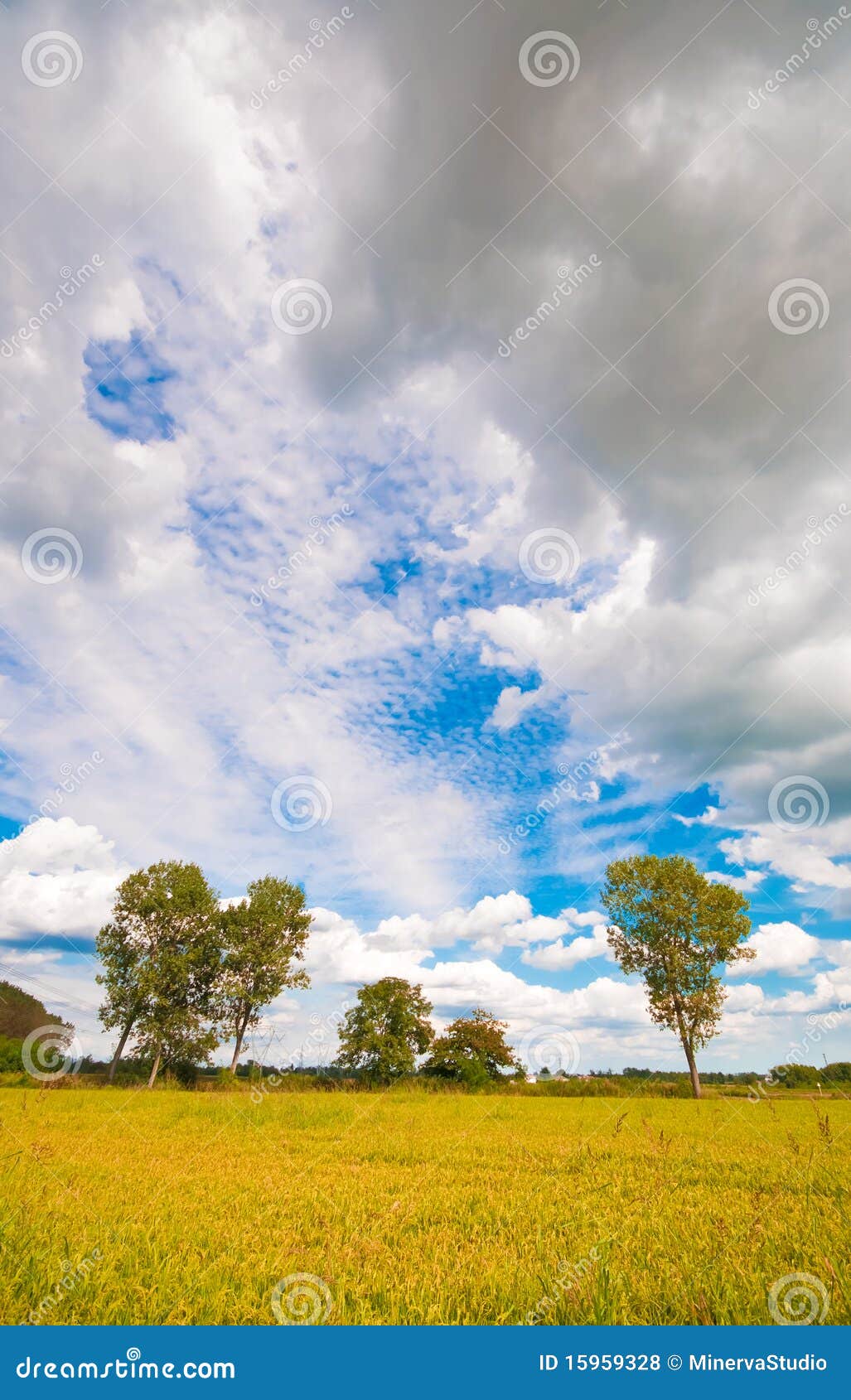 Incoming autumn stock photo. Image of spring, plant, land - 15959328