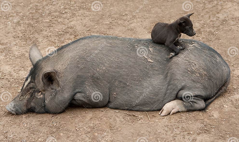 Incomparably pair stock photo. Image of loving, domestic - 13374466