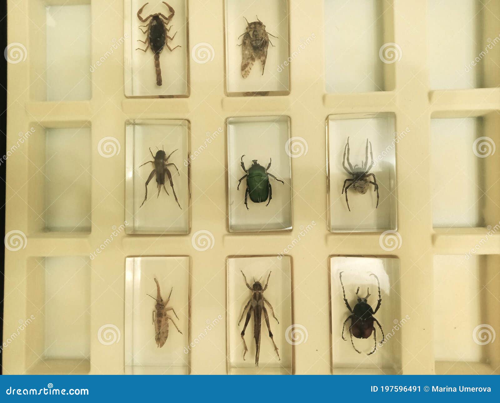 Incomplete Collection of Bugs in Glass Stock Image - Image of bugs ...
