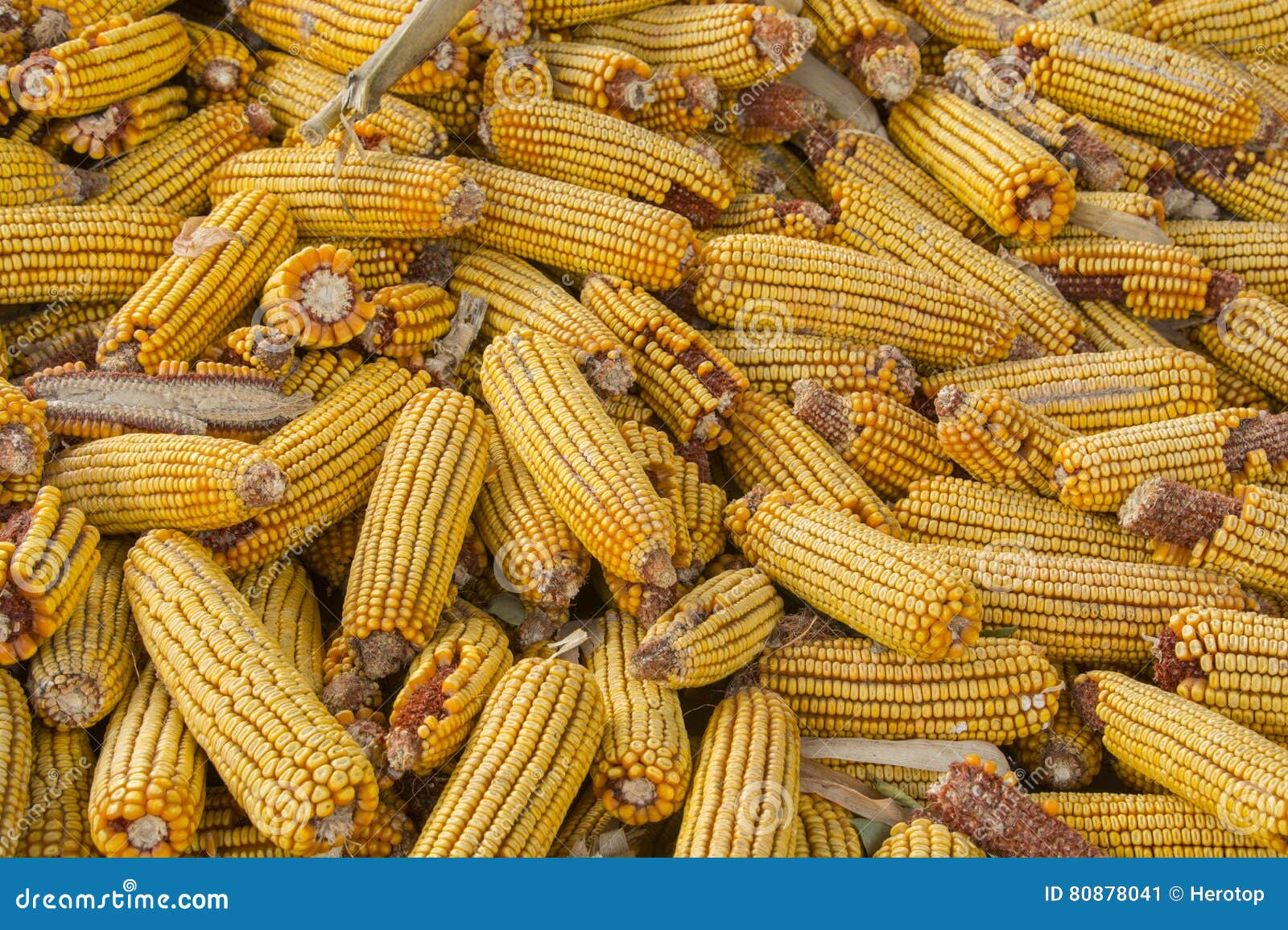 Incomplete corn stick stock image. Image of details, wait - 80878041