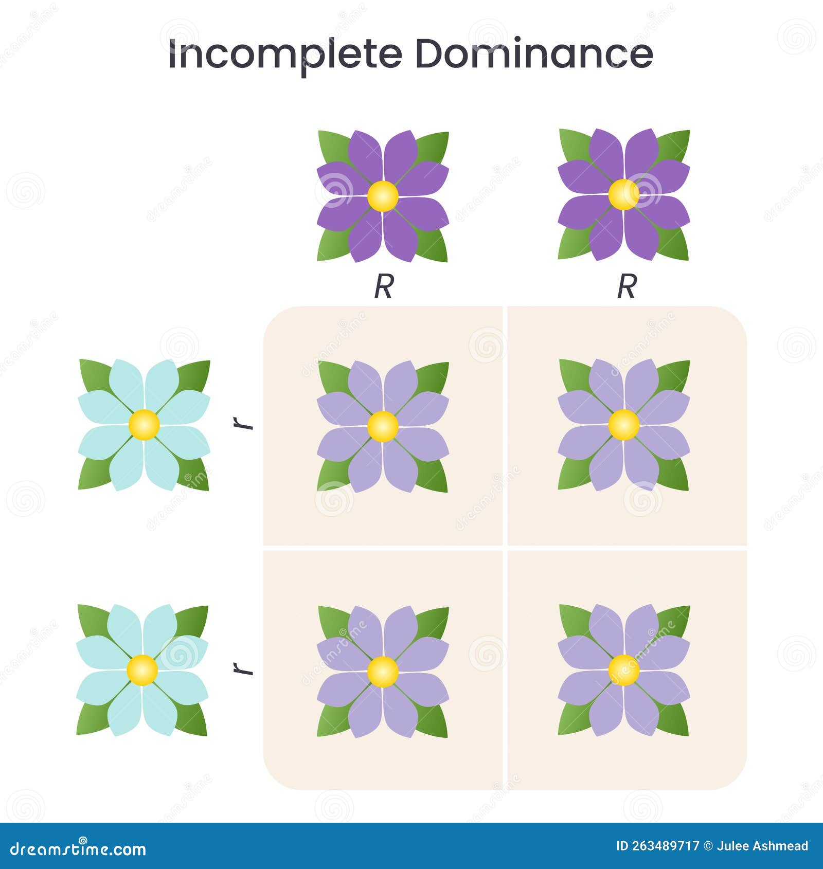 Incomplete Dominance Genome Sciences Educational Vector Illustration ... Incomplete Dominance Genome Sciences Educational Vector Illustration ...