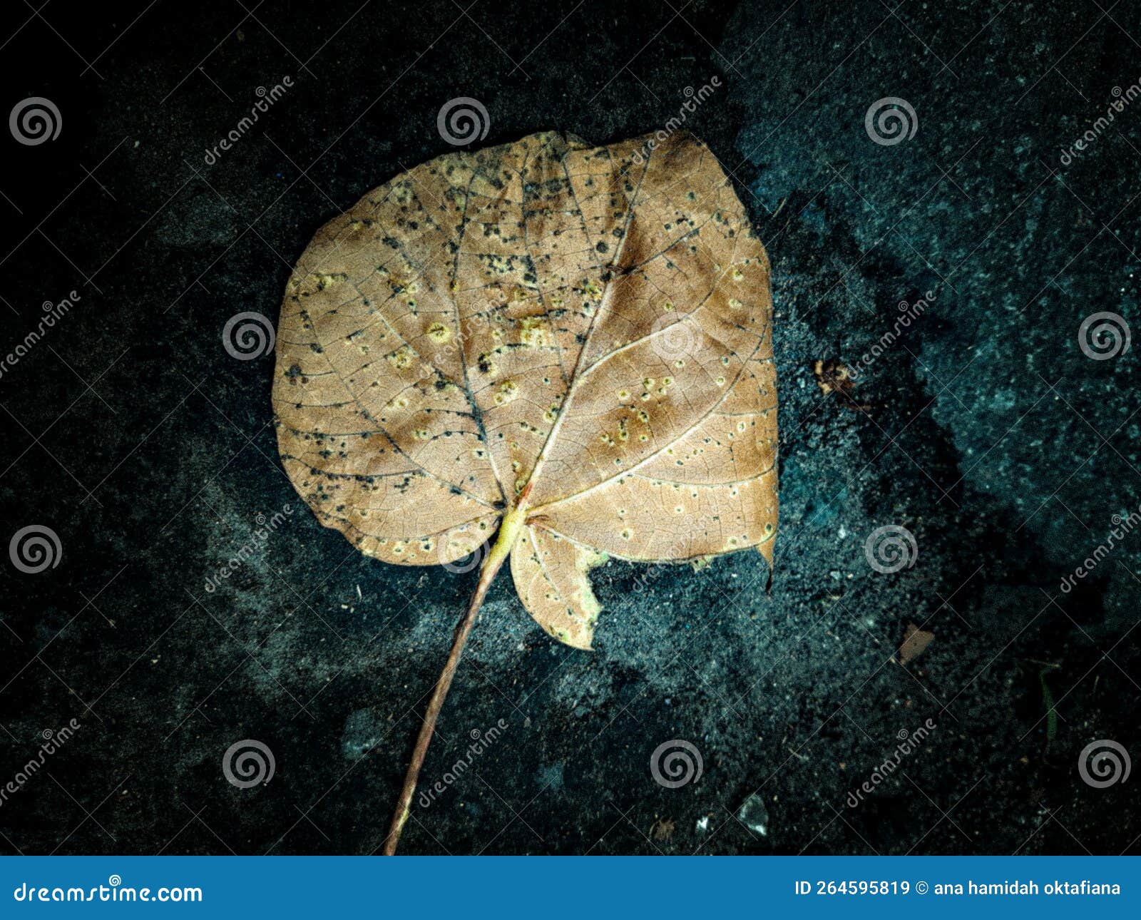 Incomplete leaf today stock image. Image of gooutside - 264595819