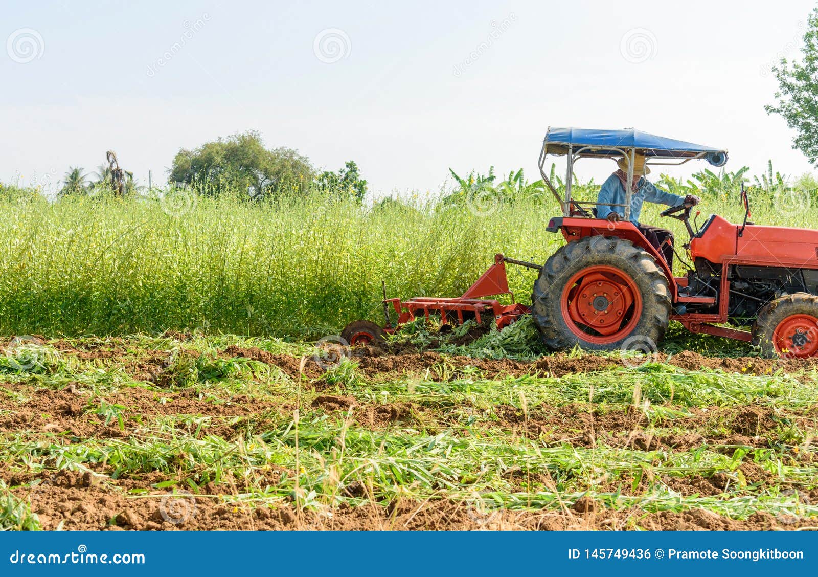 Incorporation the Green Manure Stock Photo - Image of nature ...