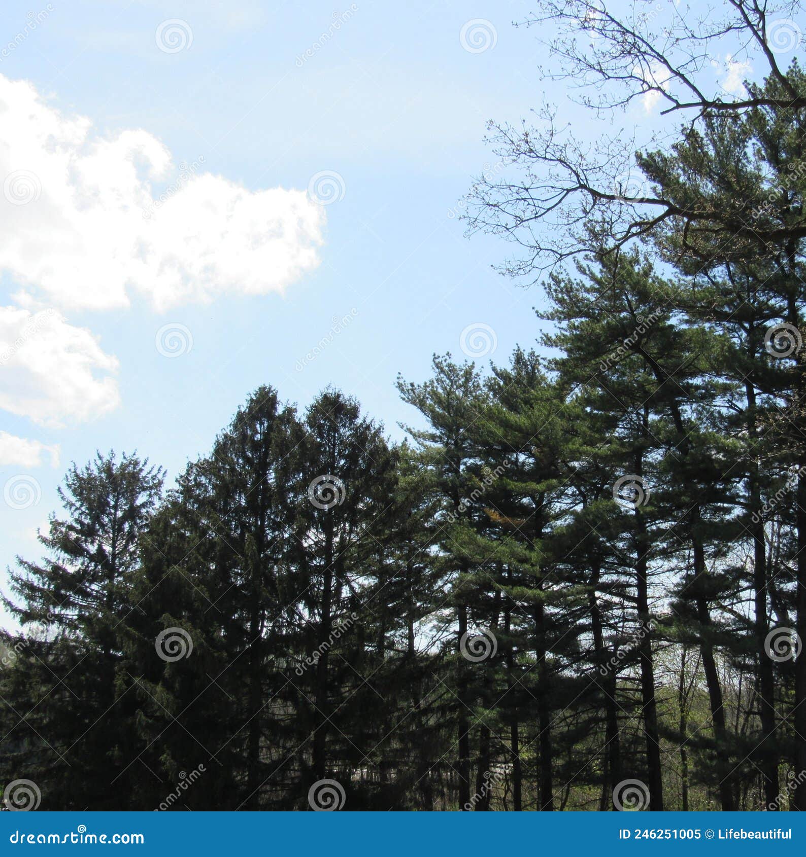 Skyline of trees stock image. Image of autumn, wilderness - 246251005