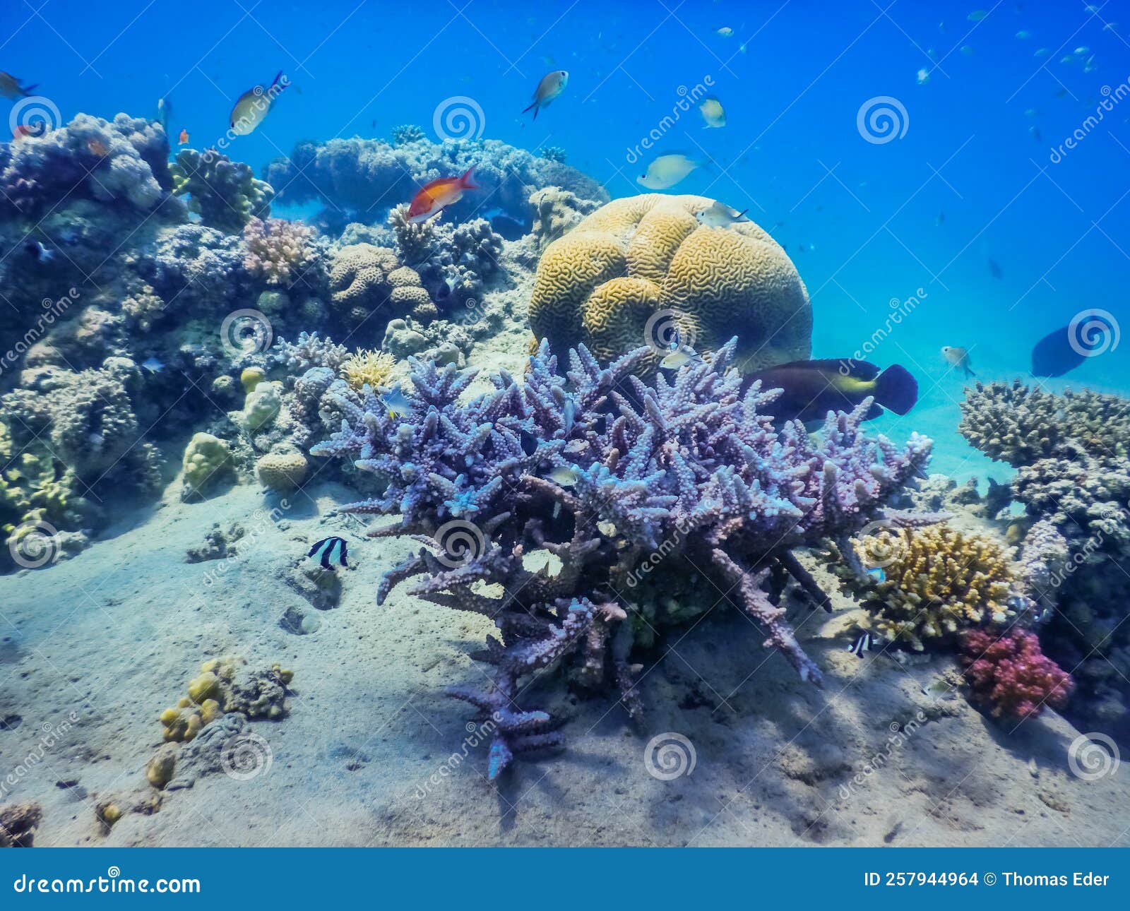 Incredible Beautiful Different Corals in the Red Sea on Vacation Stock ...