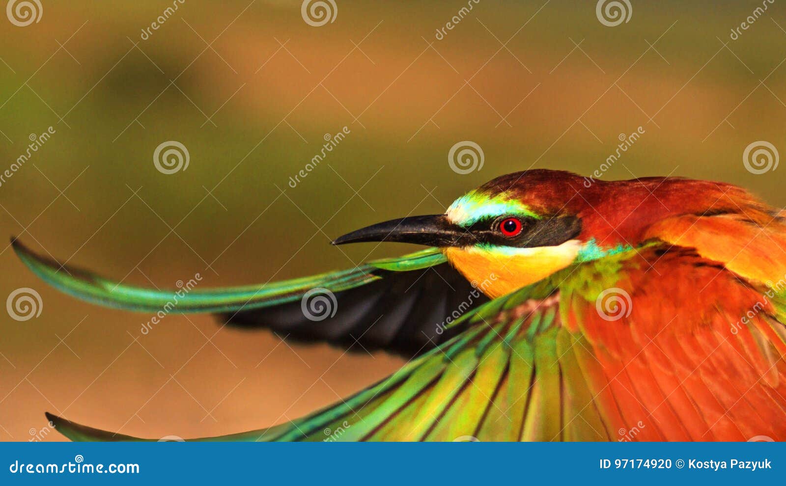 Incredible bird in flight stock photo. Image of belize - 97174920