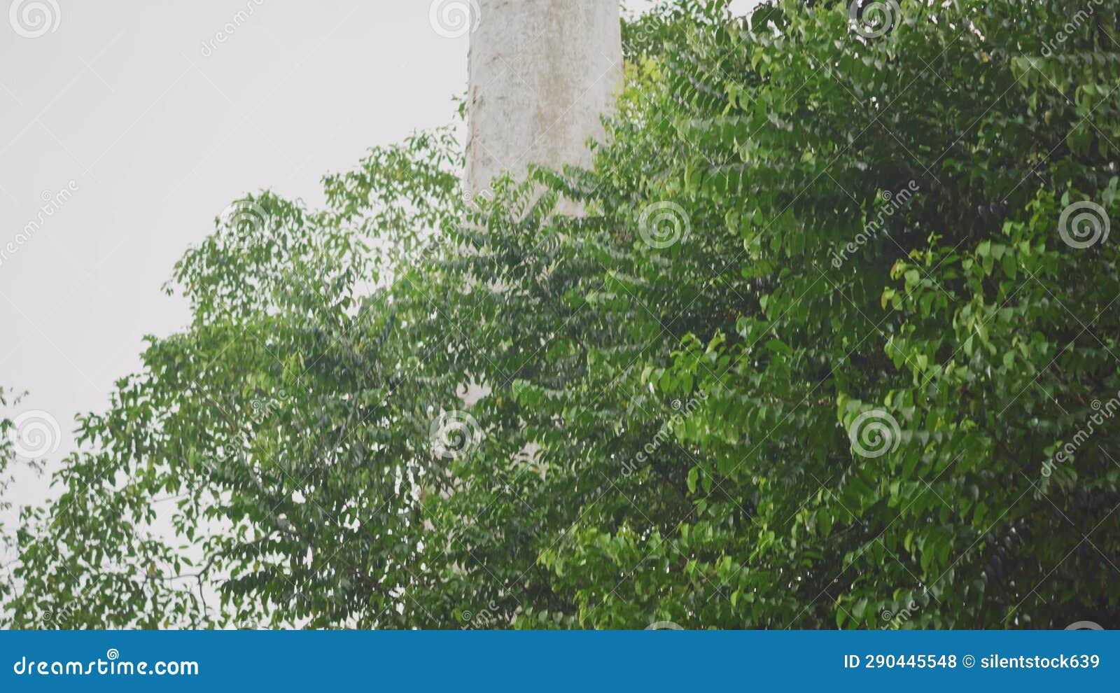 Incredible Closeup of a Koompassia Excelsa Tree Stock Footage - Video ...