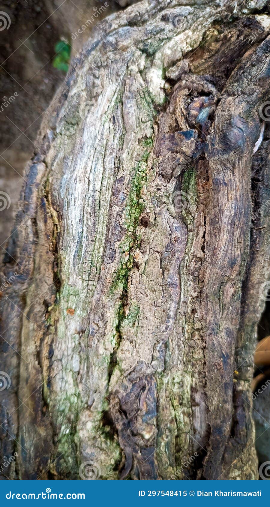 Incredible Mossy Wood Texture Stock Image - Image of texture ...