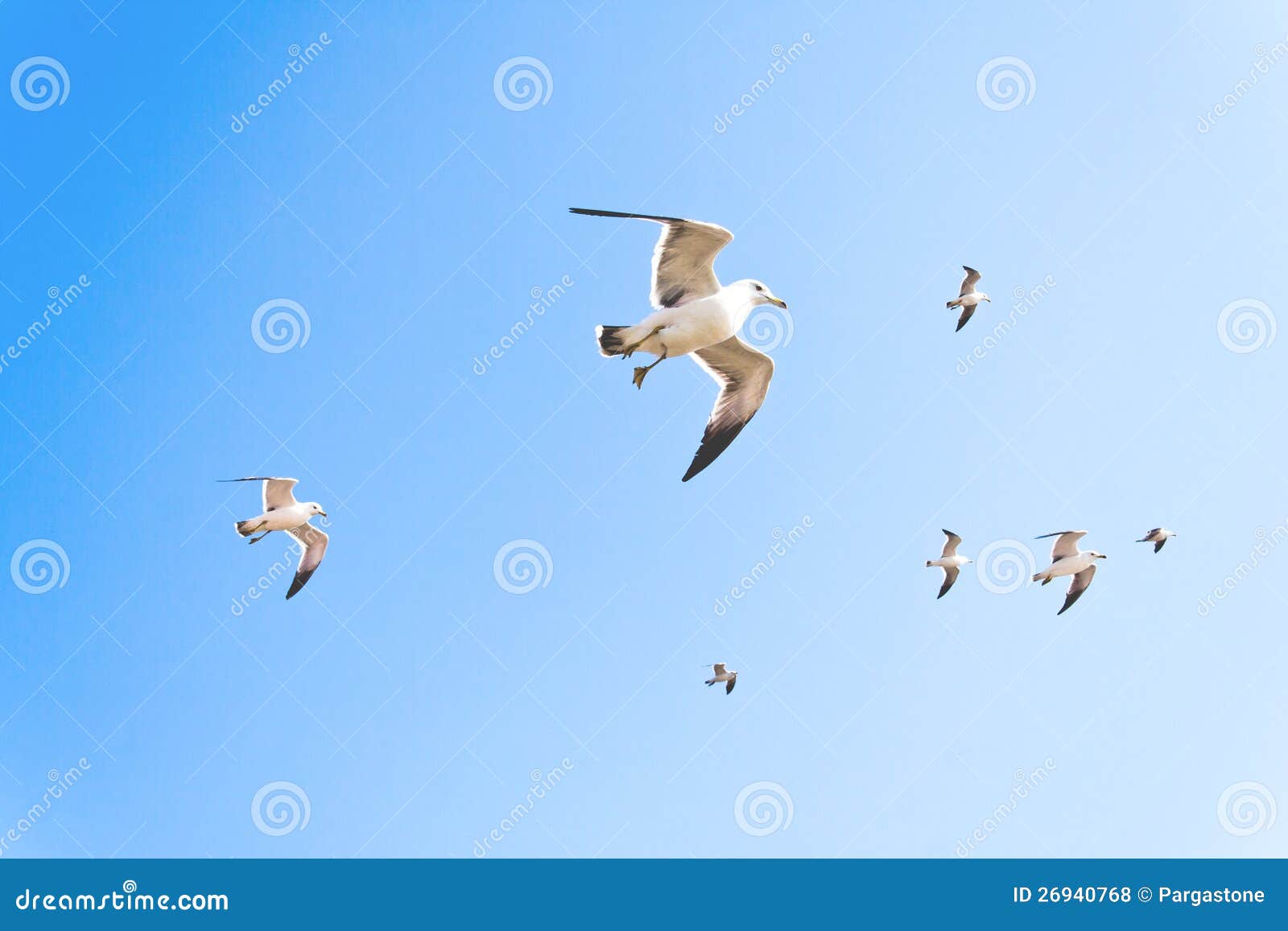 Incredible Seagull Swarm in a Light Blue Sky Stock Photo - Image of ...