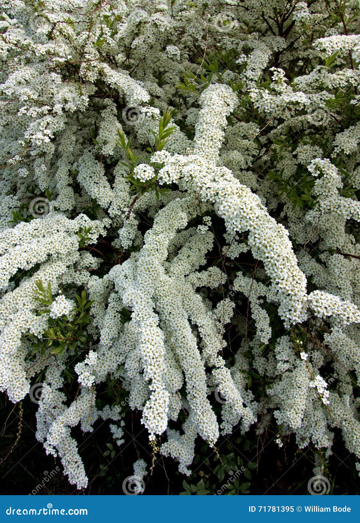 Incredible Snowmound Flowering Bush Stock Image - Image of little ...