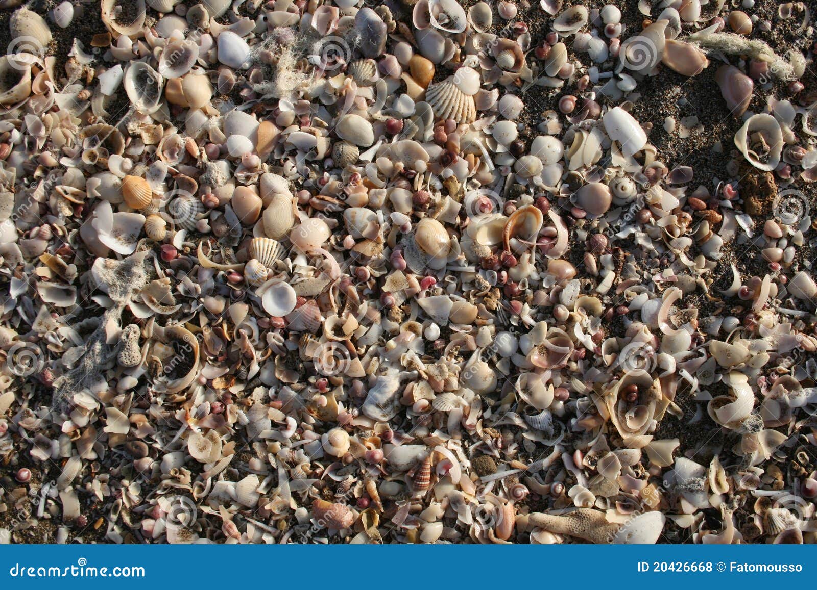 Incredible Tiny Shell Beach Stock Photo - Image of coastline ...