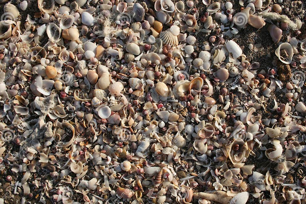 Incredible Tiny Shell Beach Stock Photo - Image of coastline ...