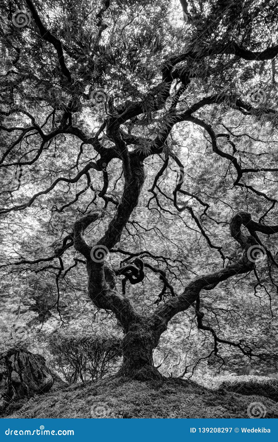Dramatic Black and White Japanese Maple Stock Image - Image of amazing ...