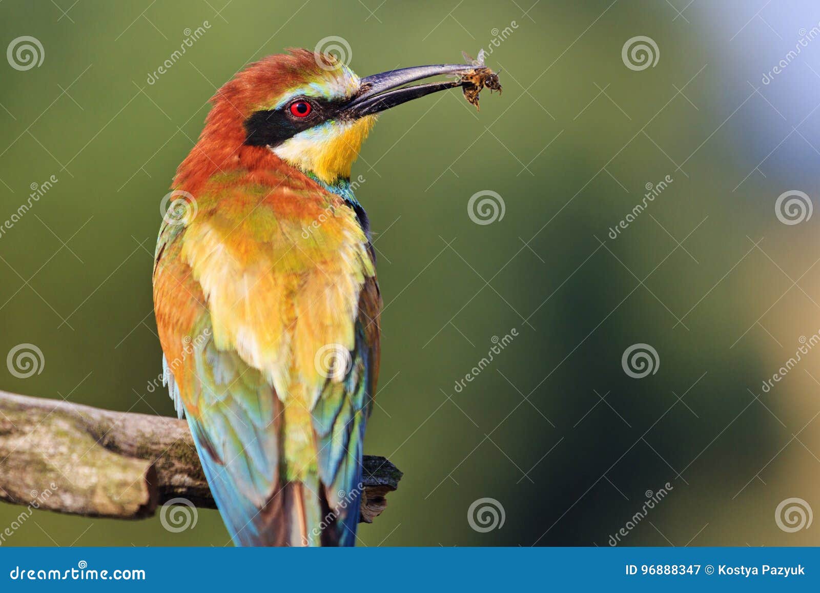 Incredibly Beautiful Bird with a Bee in a Beak Stock Image - Image of ...