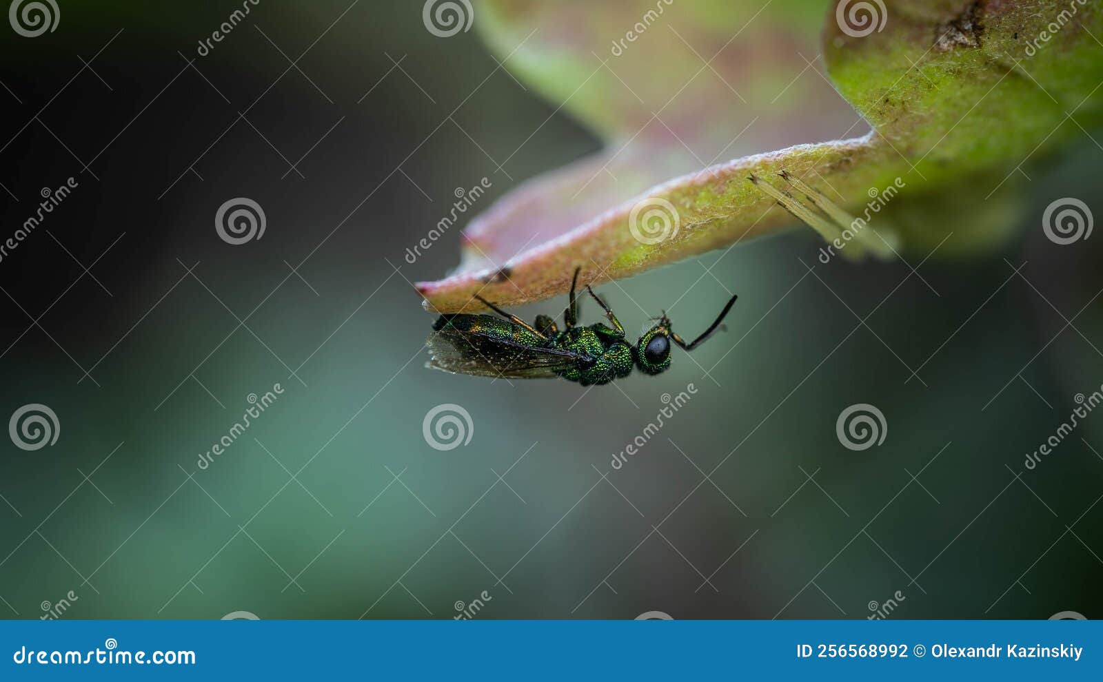Incredibly Beautiful, Bright Wasp Wasp Resting on a Leaf Stock Photo ...