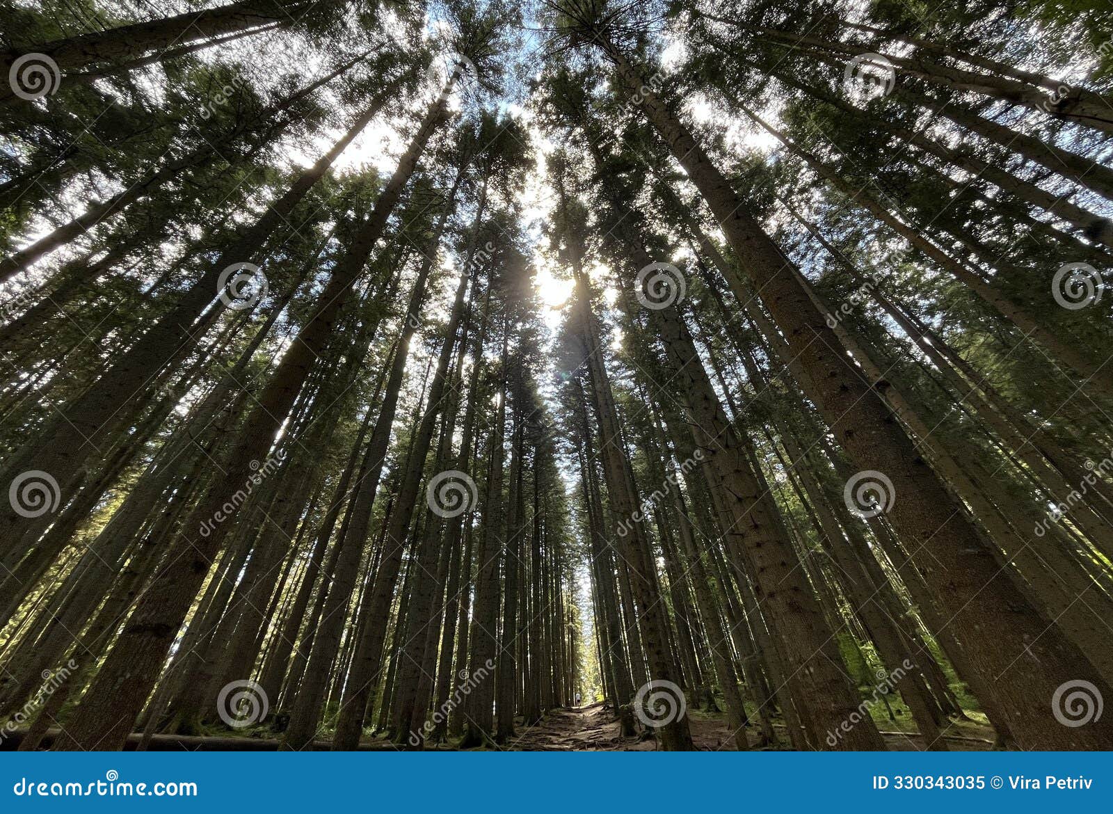 Incredibly Beautiful Rays of the Sun through a Dense Christmas Tree ...