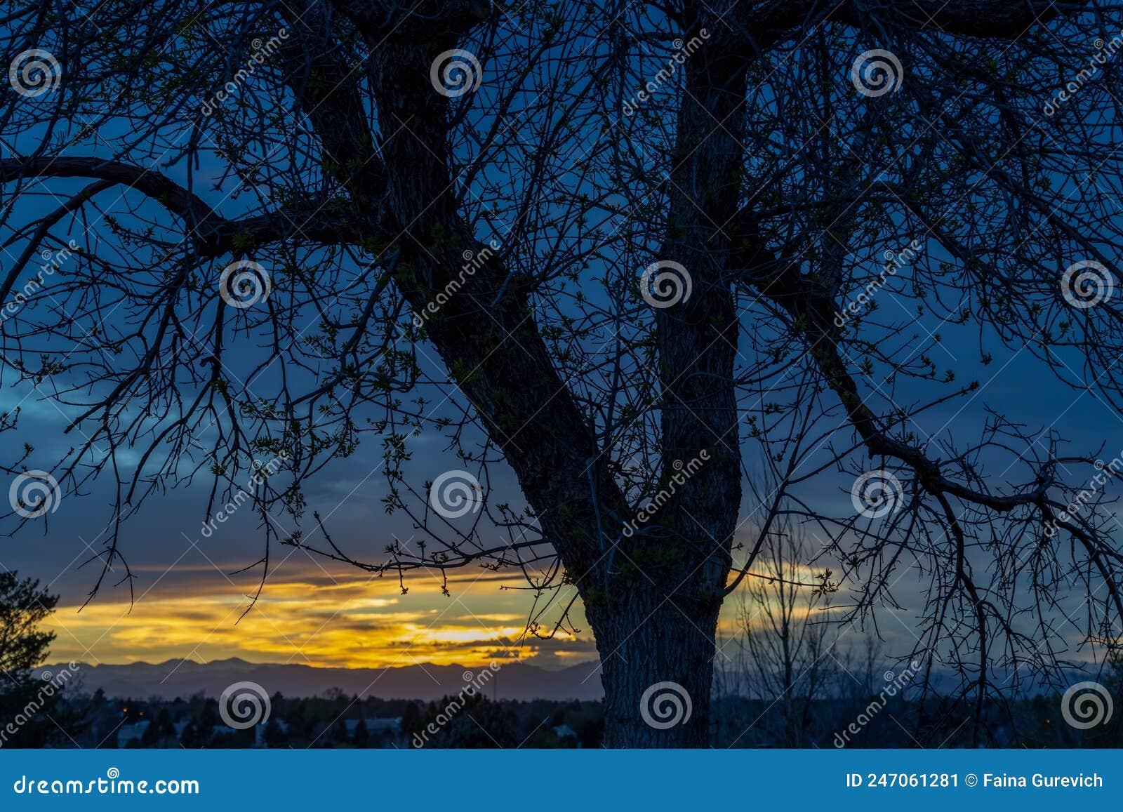 An Incredibly Beautiful Spring Sunset Against the Tree Branches Stock ...
