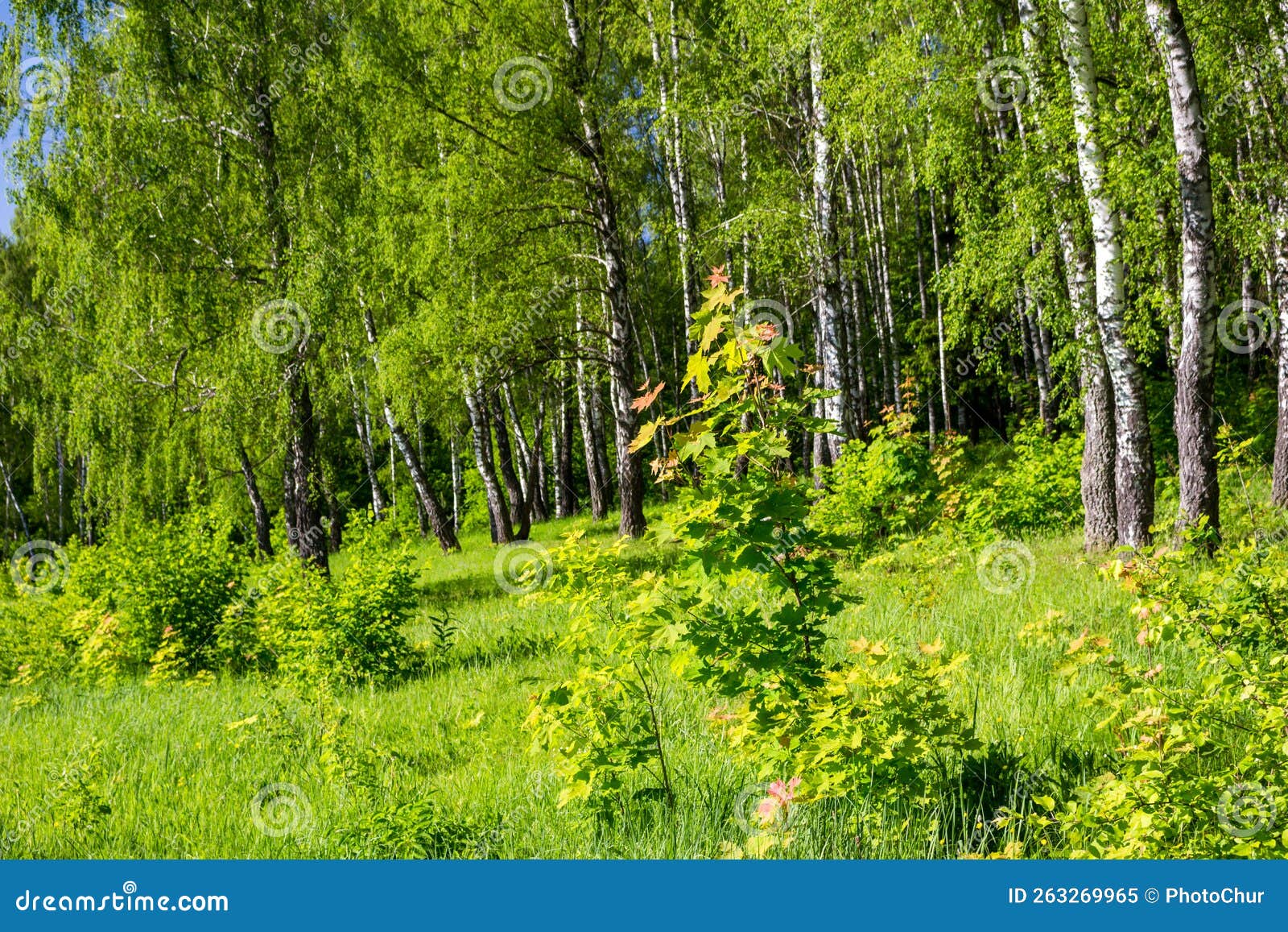 Incredibly Green Landscape with Young Trees and a Birch Grove Stock ...
