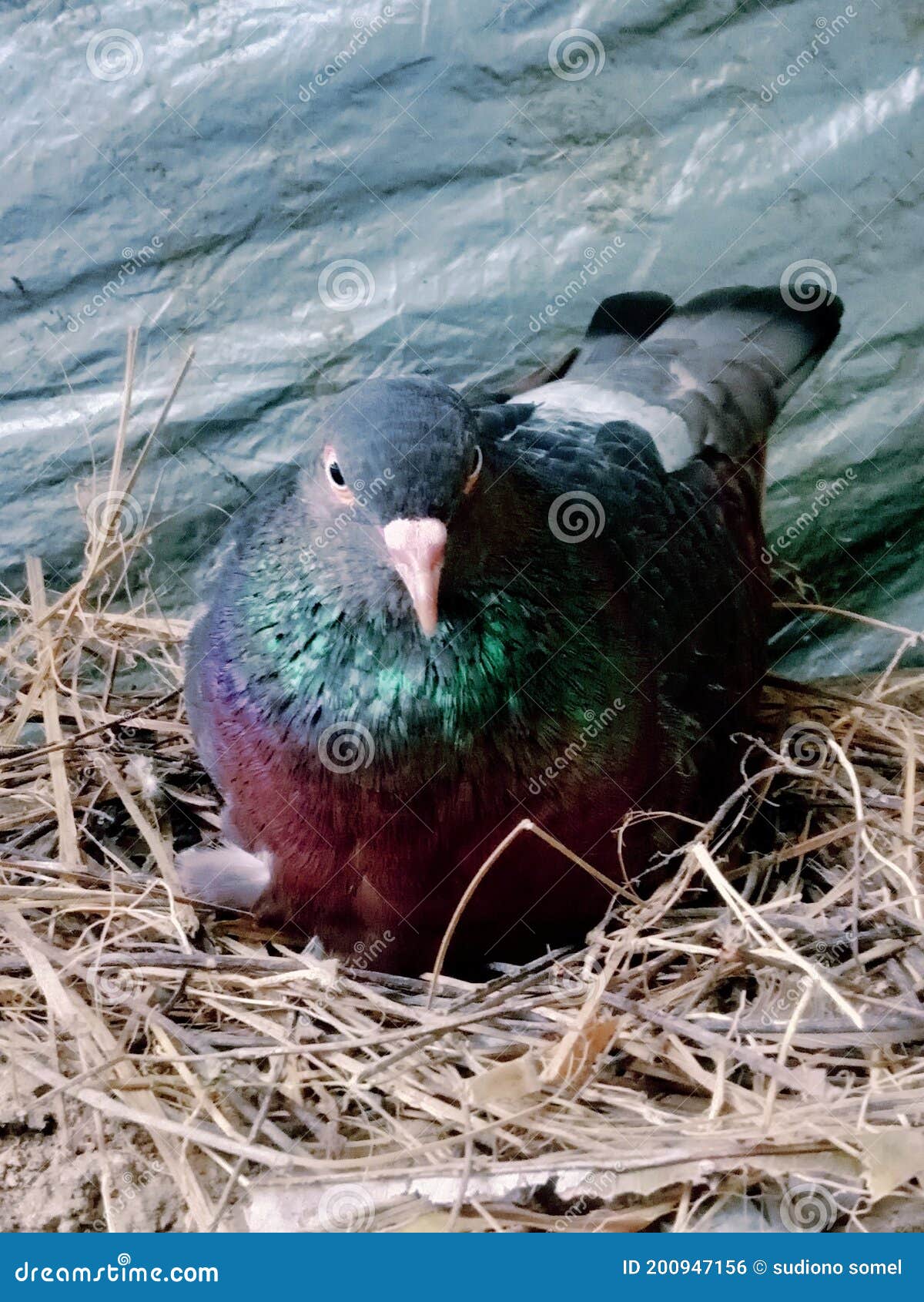 The Incubation Process in Pigeons Stock Photo - Image of incubation ...