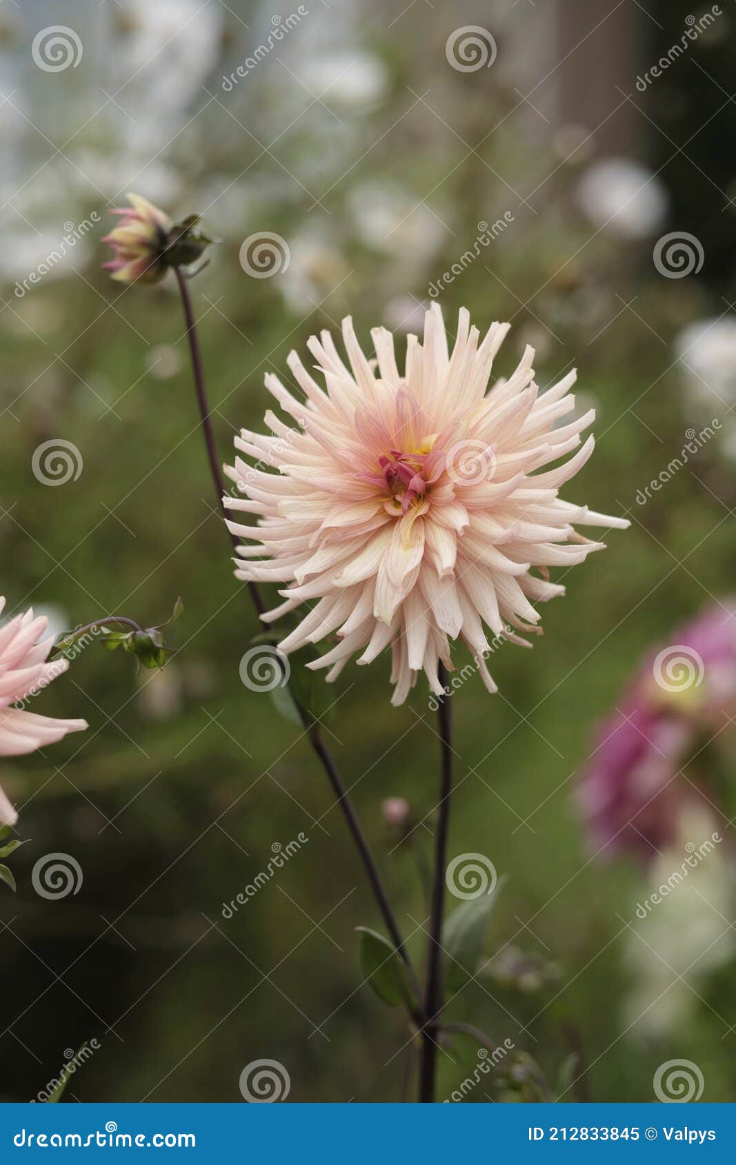 Incurved Cactus Dahlia. Salmon Cololred Dahlia Stock Image - Image of ...