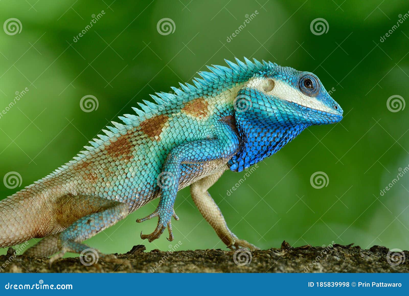 Forest Blue Lizard in Close Up with Sharp Detais of Its Scales Stock ...