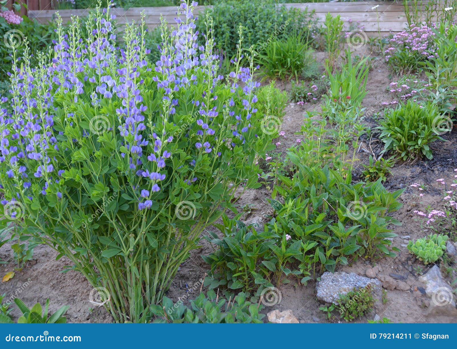 Indaco falso immagine stock. Immagine di nave, pianta - 79214211