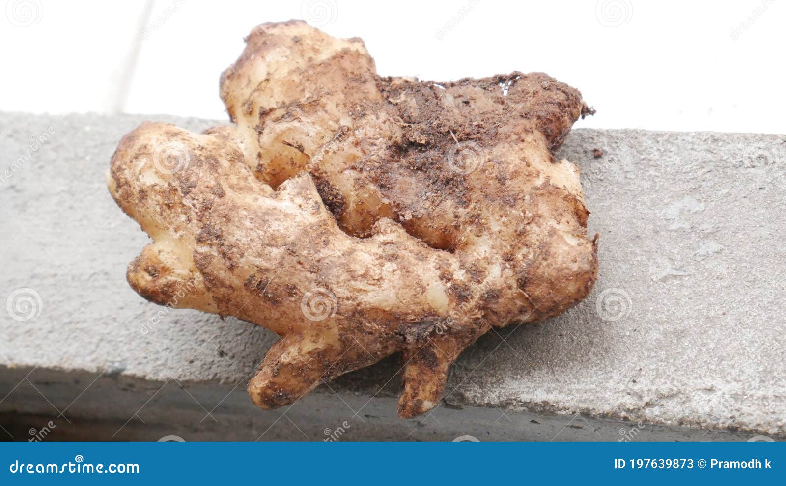 Indain raw jinger stock image. Image of farm, organic - 197639873