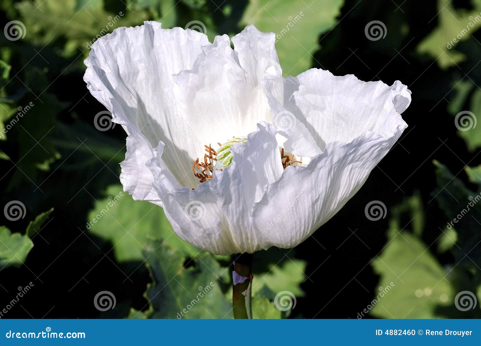 India, Bijaipur: Opium Poppy Field Stock Photo - Image of production ...